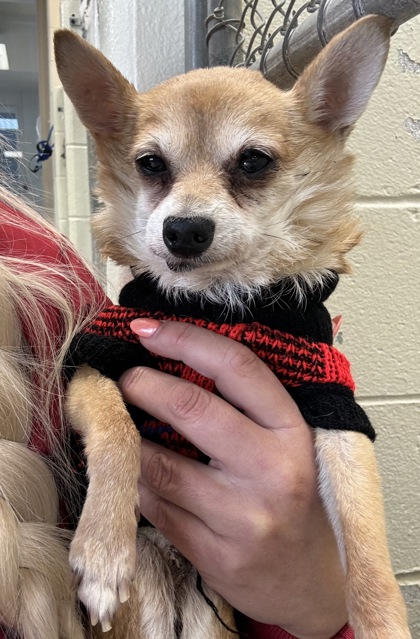 Adoptable Dogs – IndyHumane