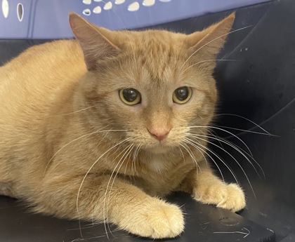 Adoptable Cats – IndyHumane