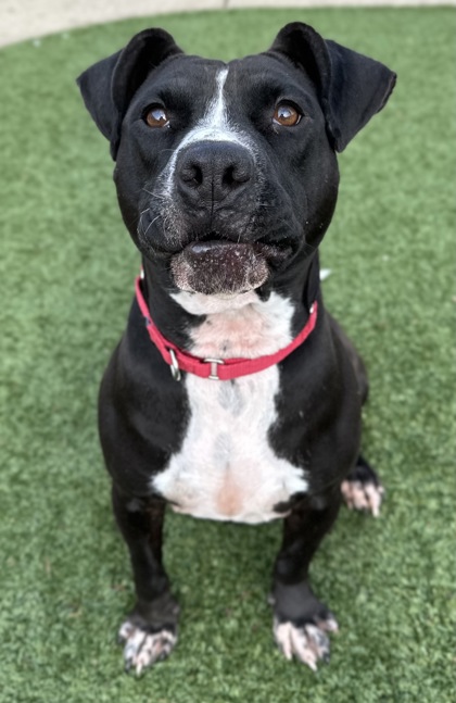 Adoptable Dogs – IndyHumane