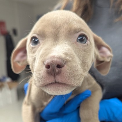 Adoptable Dogs – IndyHumane