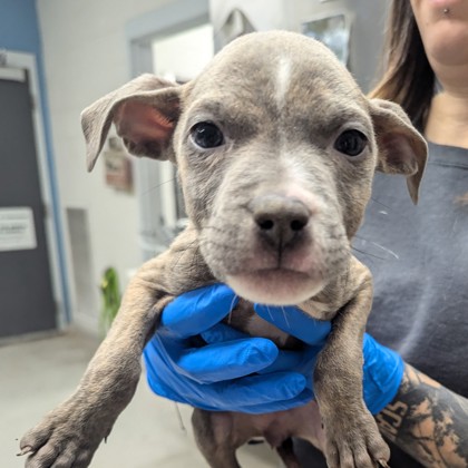 Adoptable Dogs – IndyHumane