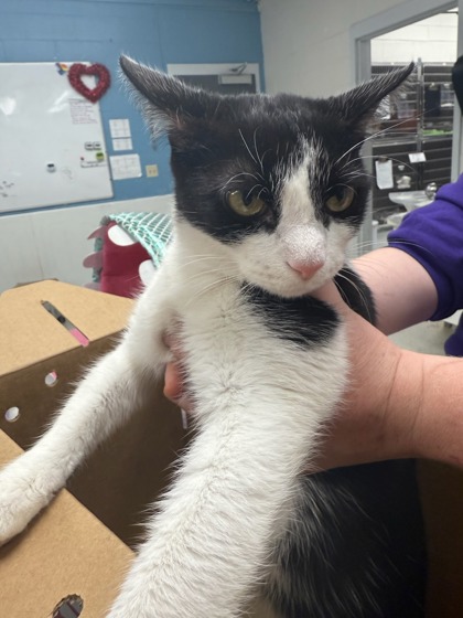 Adoptable Cats – IndyHumane