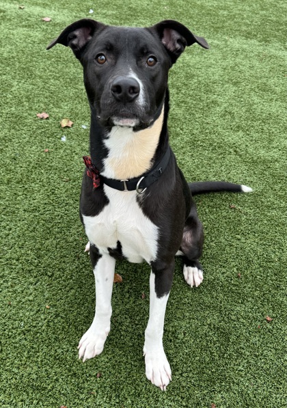 Adoptable Dogs – IndyHumane