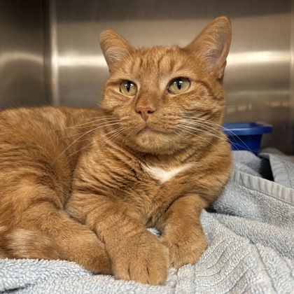 Adoptable Cats – IndyHumane