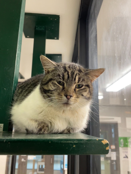 Adoptable Cats - IndyHumane