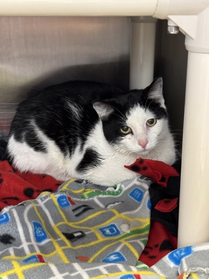 IndyHumane – Find your future friend forever