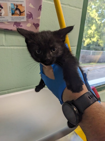 Adoptable Cats - IndyHumane