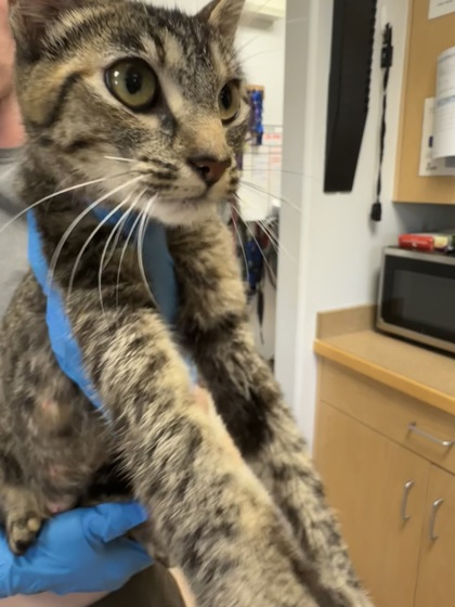 Adopt - Animals - Missoula Animal Control