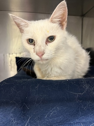 Adopt a Shelter Cat, Dog, Pocket or Barnyard Animal in Hamilton County