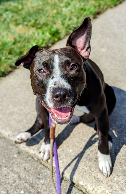 Adopt or Rescue a Shelter Dog or Puppy in Hamilton County, OH