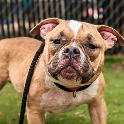 Adopt or Rescue a Shelter Dog or Puppy in Hamilton County, OH