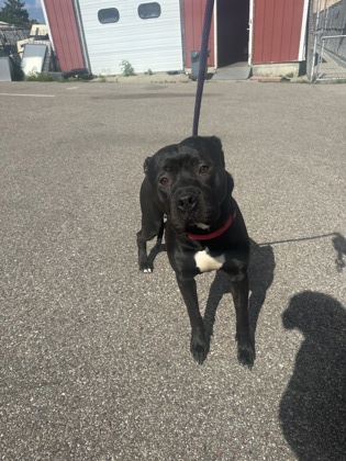 Adopt or Rescue a Shelter Dog or Puppy in Hamilton County, OH