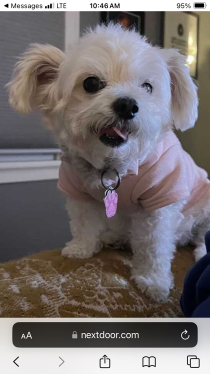 Report or Find a Lost Pet in Cincinnati OH