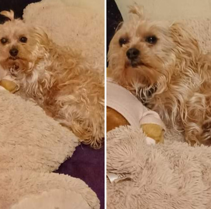 Report or Find a Lost Pet in Cincinnati OH