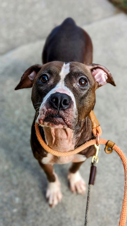 Adopt or Rescue a Shelter Dog or Puppy in Hamilton County, OH