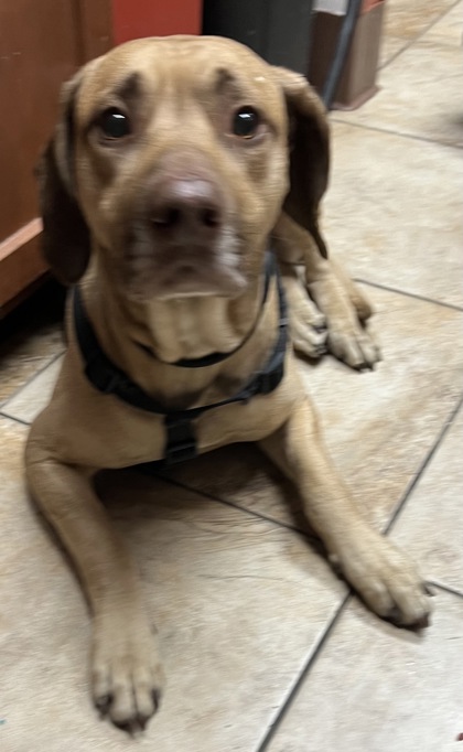 Adopt or Rescue a Shelter Dog or Puppy in Hamilton County, OH