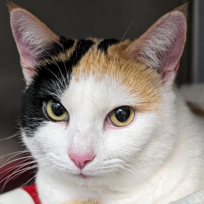 Adopt or Rescue a Shelter Cat or Kitten in Hamilton County, OH