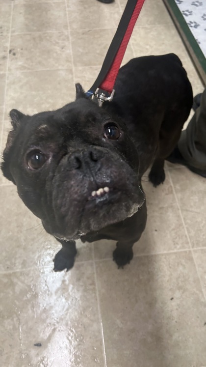 Report or Find a Lost Pet in Cincinnati OH