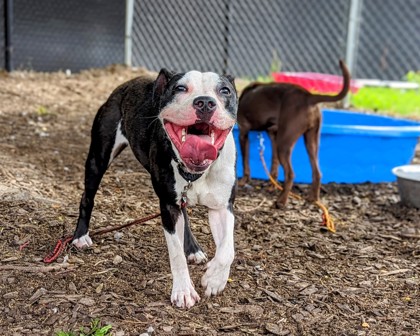 Adopt or Rescue a Shelter Dog or Puppy in Hamilton County, OH