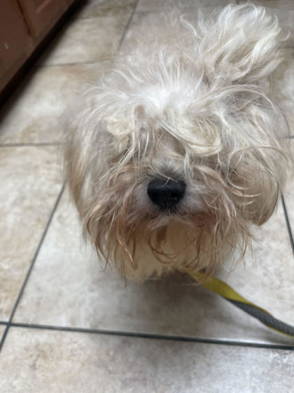 Report or Find a Lost Pet in Cincinnati OH