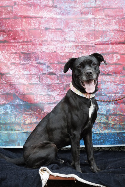 Adopt or Rescue a Shelter Dog or Puppy in Hamilton County, OH