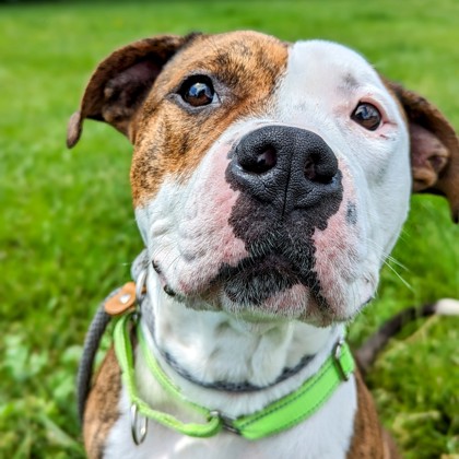 Adopt or Rescue a Shelter Dog or Puppy in Hamilton County, OH