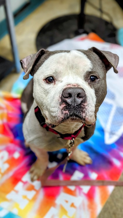 Adopt or Rescue a Shelter Dog or Puppy in Hamilton County, OH