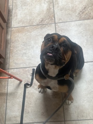 Report or Find a Lost Pet in Cincinnati OH