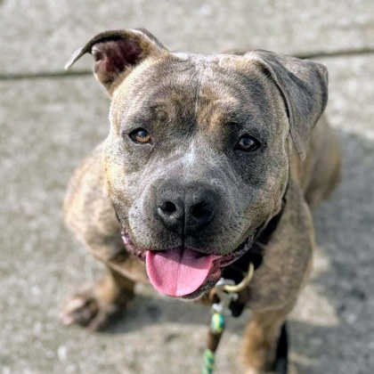 Adopt or Rescue a Shelter Dog or Puppy in Hamilton County, OH