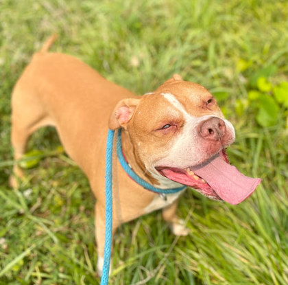 Adopt or Rescue a Shelter Dog or Puppy in Hamilton County, OH