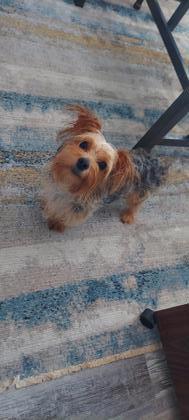 Report or Find a Lost Pet in Cincinnati OH