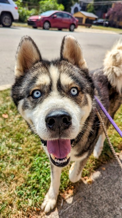 Adopt or Rescue a Shelter Dog or Puppy in Hamilton County, OH