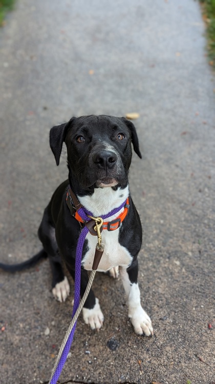 Adopt or Rescue a Shelter Dog or Puppy in Hamilton County, OH