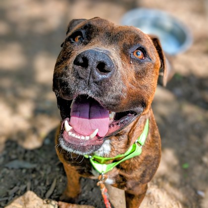 Adopt or Rescue a Shelter Dog or Puppy in Hamilton County, OH