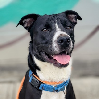 Adopt or Rescue a Shelter Dog or Puppy in Hamilton County, OH