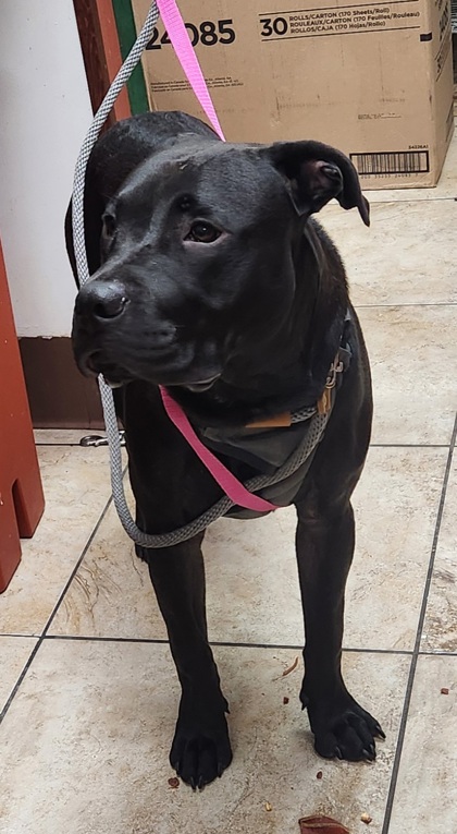 Adopt or Rescue a Shelter Dog or Puppy in Hamilton County, OH