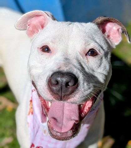 Adopt or Rescue a Shelter Dog or Puppy in Hamilton County, OH