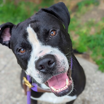 Adopt or Rescue a Shelter Dog or Puppy in Hamilton County, OH