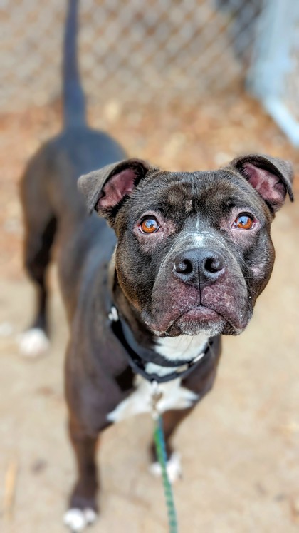 Adopt or Rescue a Shelter Dog or Puppy in Hamilton County, OH