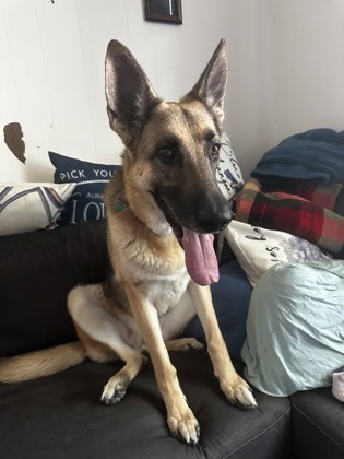 Report or Find a Lost Pet in Cincinnati OH