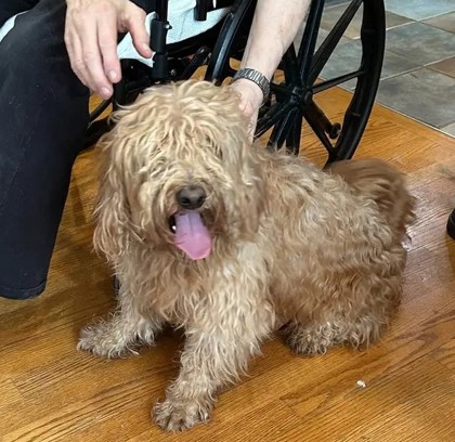 Report or Find a Lost Pet in Cincinnati OH