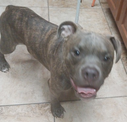 Report or Find a Lost Pet in Cincinnati OH