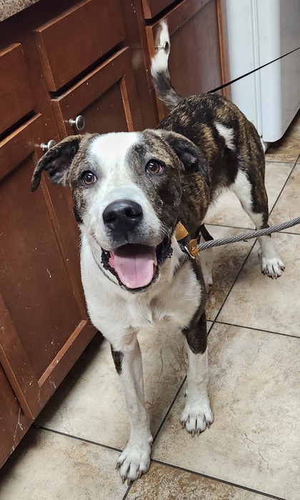 Adopt or Rescue a Shelter Dog or Puppy in Hamilton County, OH