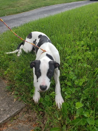 Report or Find a Lost Pet in Cincinnati OH