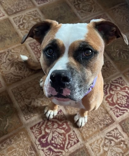 Adopt or Rescue a Shelter Dog or Puppy in Hamilton County, OH