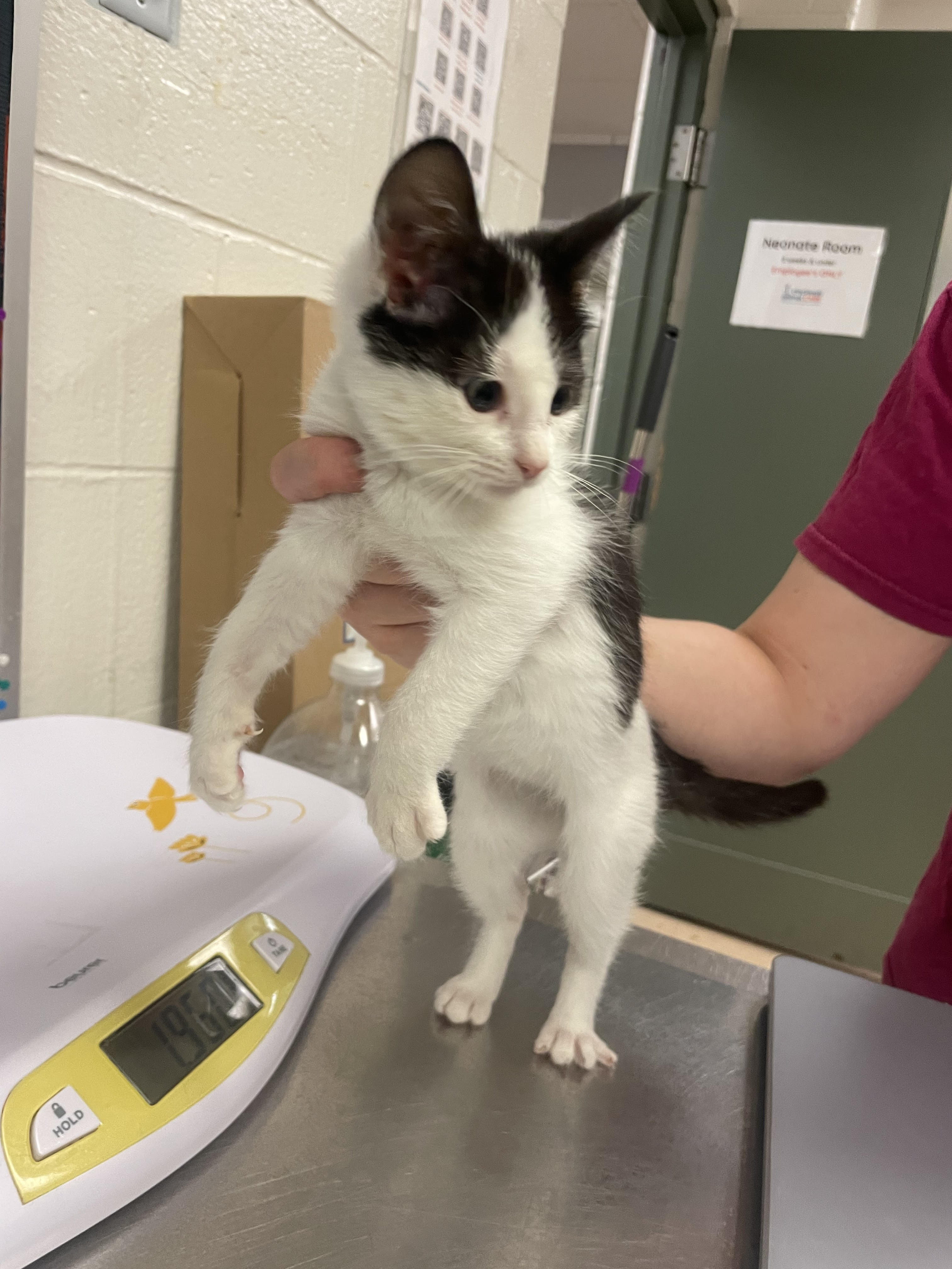 Adopt or Rescue a Shelter Cat or Kitten in Hamilton County, OH