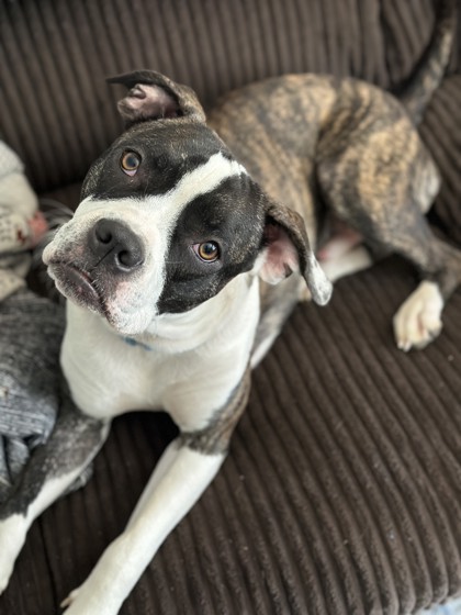 Adopt or Rescue a Shelter Dog or Puppy in Hamilton County, OH