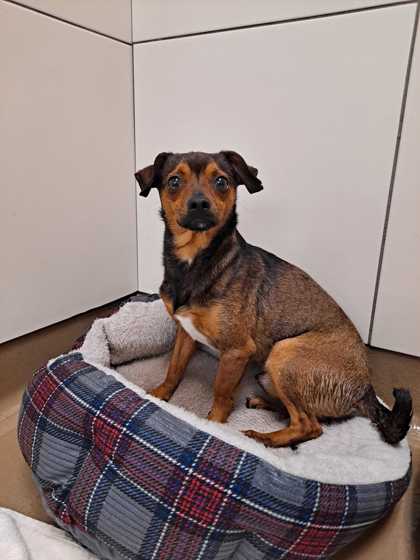 Duval - Young-Williams Animal Center