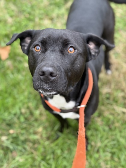 57300133 - Young-Williams Animal Center