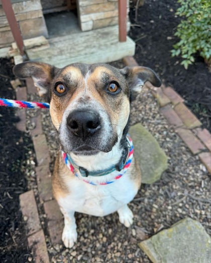 Rolo - Young-Williams Animal Center